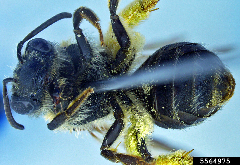 willow mining bee (Andrena salicifloris Cockerell, 1897)
