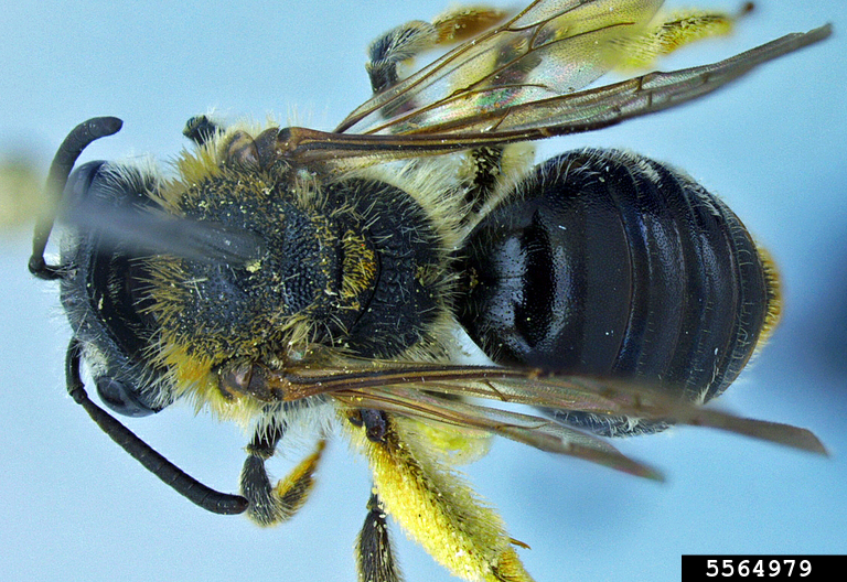 willow mining bee (Andrena salicifloris)
