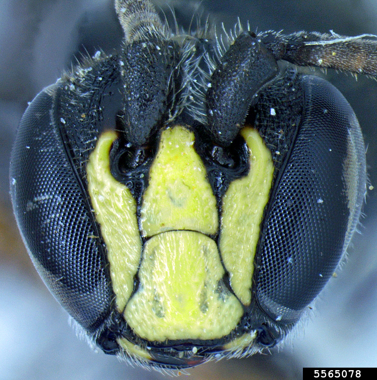 yellow-masked Bee (Hylaeus verticalis (Cresson, 1869))