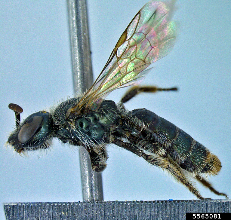 sweat bee (Conanthalictus bakeri Crawford, 1907)
