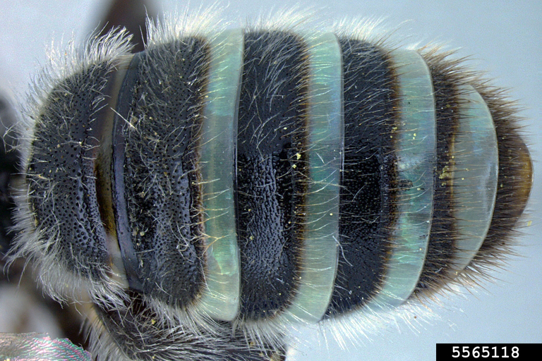 alkali bee, Nomia melanderi (Hymenoptera: Halictidae) - 5565118