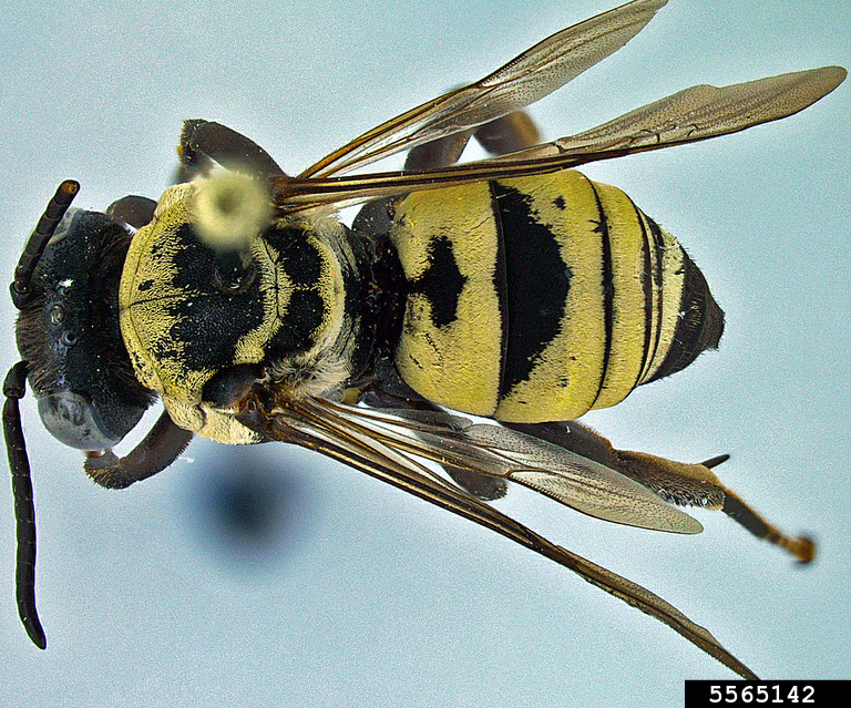 cuckoo bee (Triepeolus concavus (Cresson, 1878))