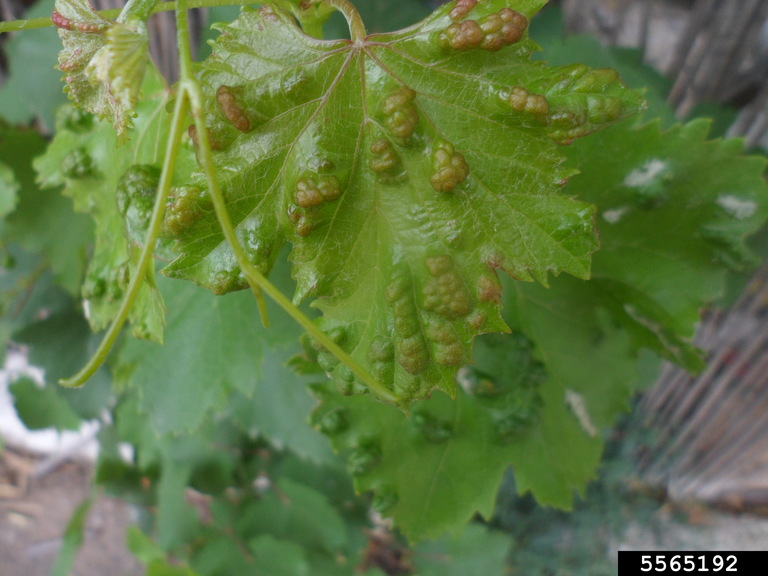 grape gall mite (Eriophyes vitis)