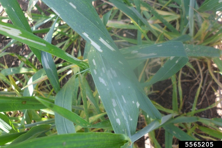 cereal leaf beetle (Oulema melanopus (Linnaeus, 1758))