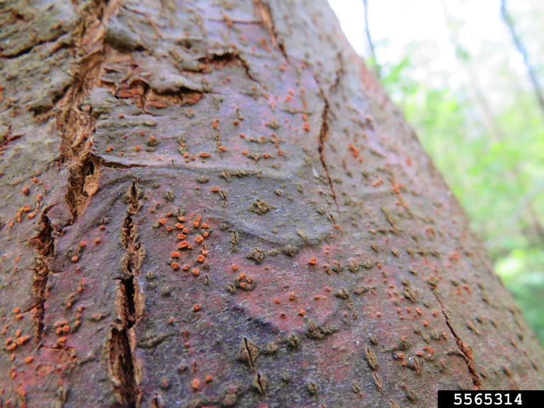 chestnut blight or canker (Cryphonectria parasitica (Murrill) M.E. Barr)