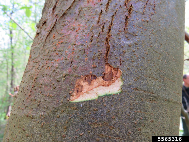 chestnut blight or canker (Cryphonectria parasitica (Murrill) M.E. Barr)