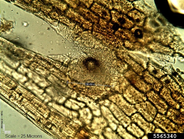 Phyllosticta leaf spots (Genus Phyllosticta)