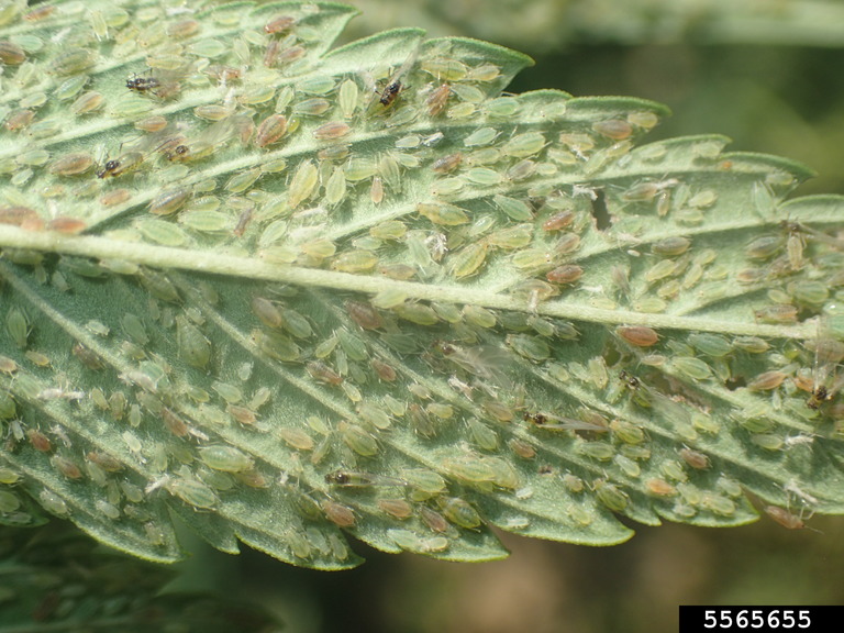 cannabis aphid (Phorodon cannabis)