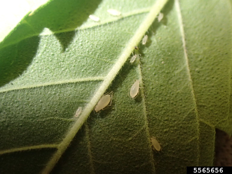 cannabis aphid (Phorodon cannabis (Passerini))