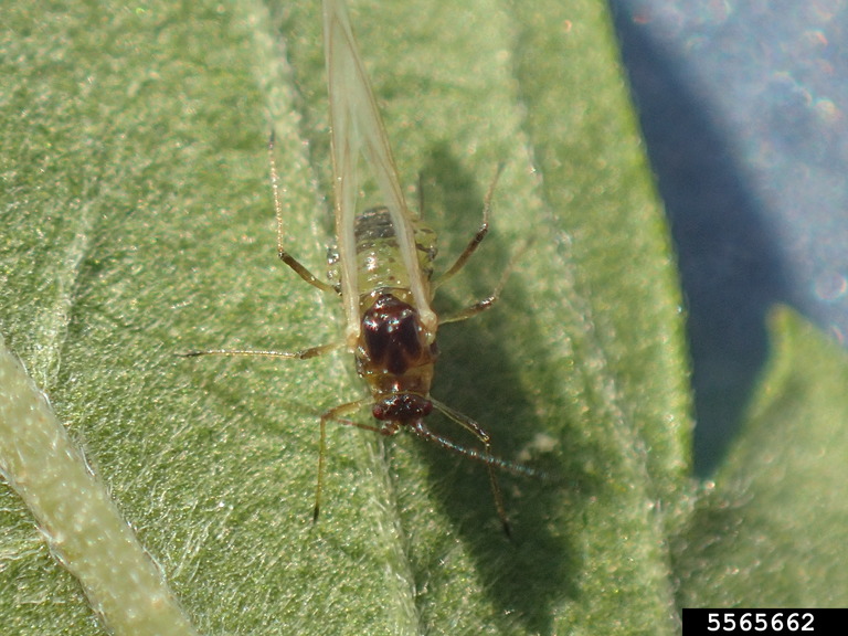 cannabis aphid (Phorodon cannabis (Passerini))