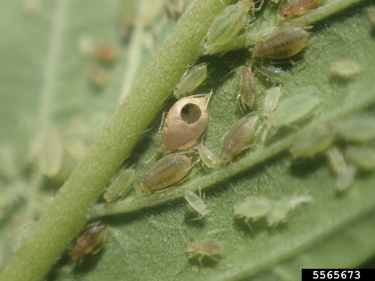 cannabis aphid (Phorodon cannabis)