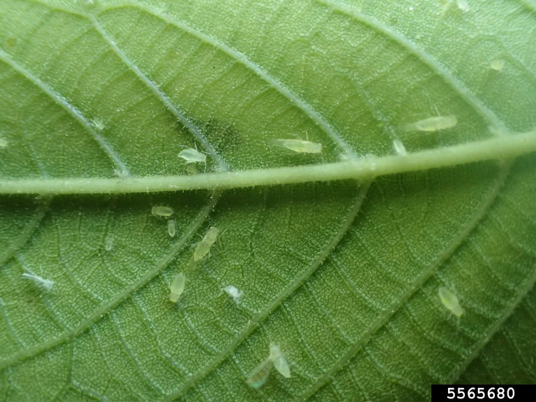 American walnut aphid (Monelliopsis caryae (Monell, 1879))