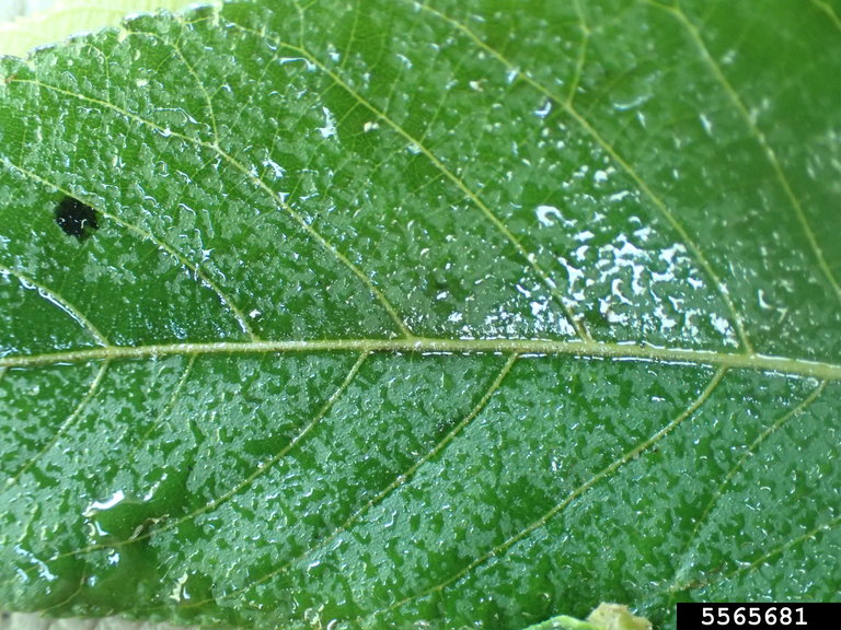 American walnut aphid (Monelliopsis caryae)
