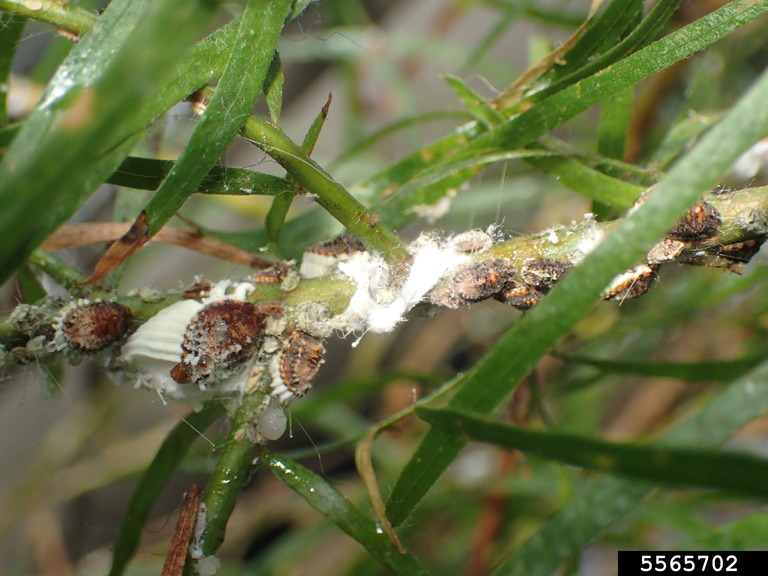 cottony cushion scale (Icerya purchasi Maskell)