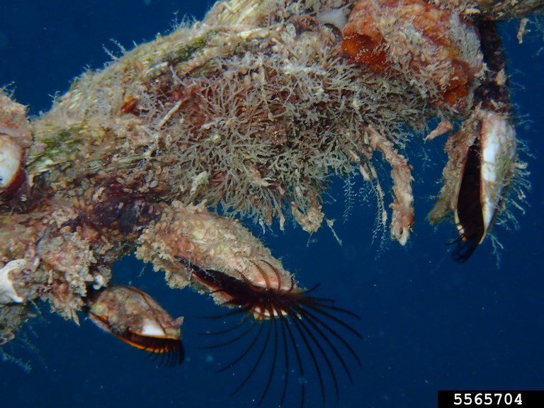 pelagic gooseneck barnacle (Lepas anatifera Linnaeus, 1758)