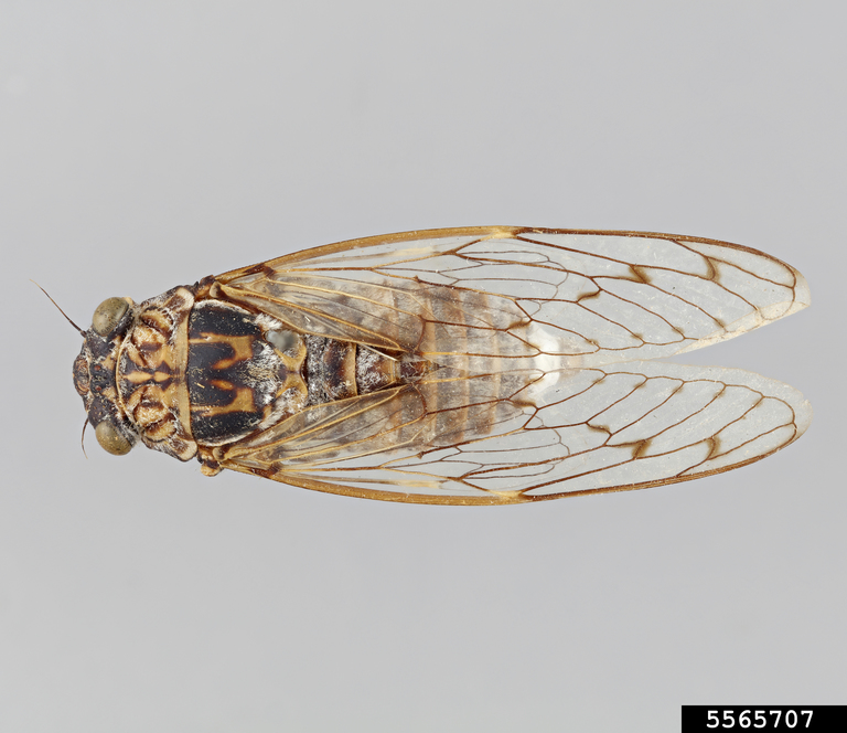 cicada, Cicada orni (Hemiptera: Cicadidae) - 5565707
