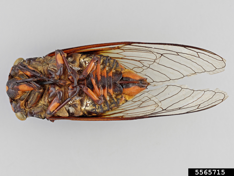 black cicada (Cryptotympana atrata (Fabricius, 1775))