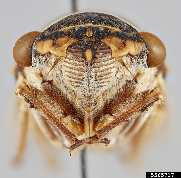apache cicada (Diceroprocta apache (Davis))