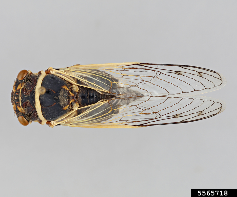 apache cicada (Diceroprocta apache)