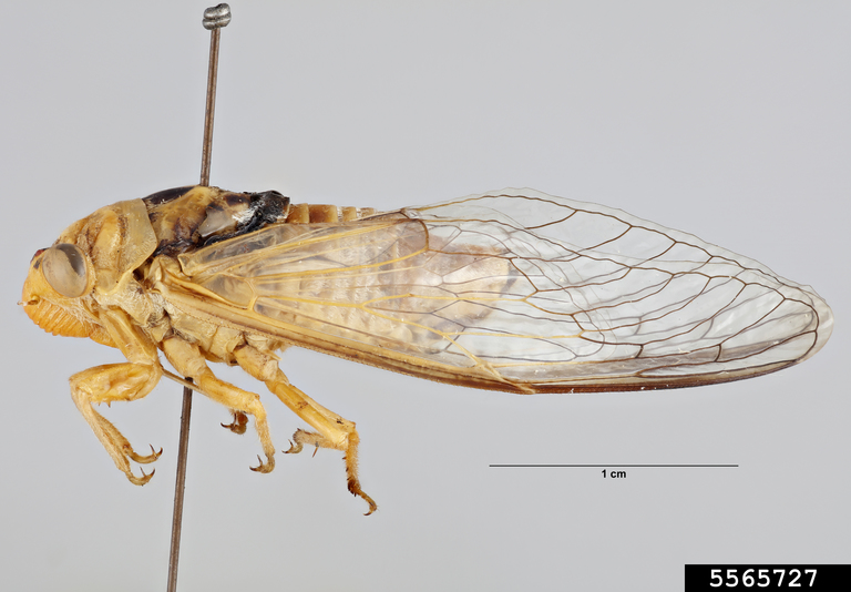 scrub cicada (Diceroprocta azteca)