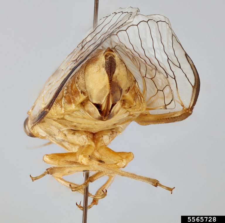 scrub cicada (Diceroprocta azteca (Kirkaldy))