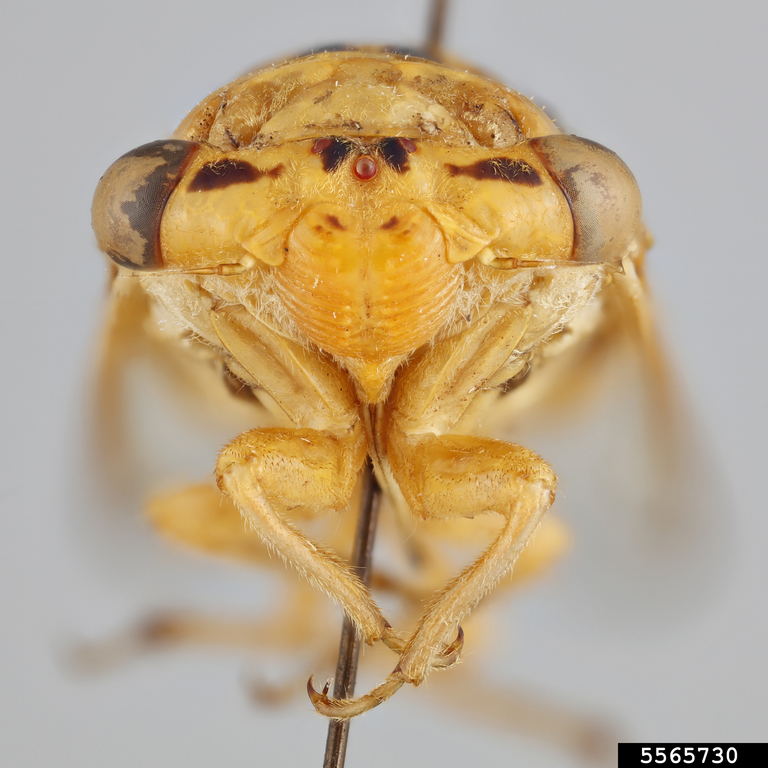scrub cicada (Diceroprocta azteca (Kirkaldy))