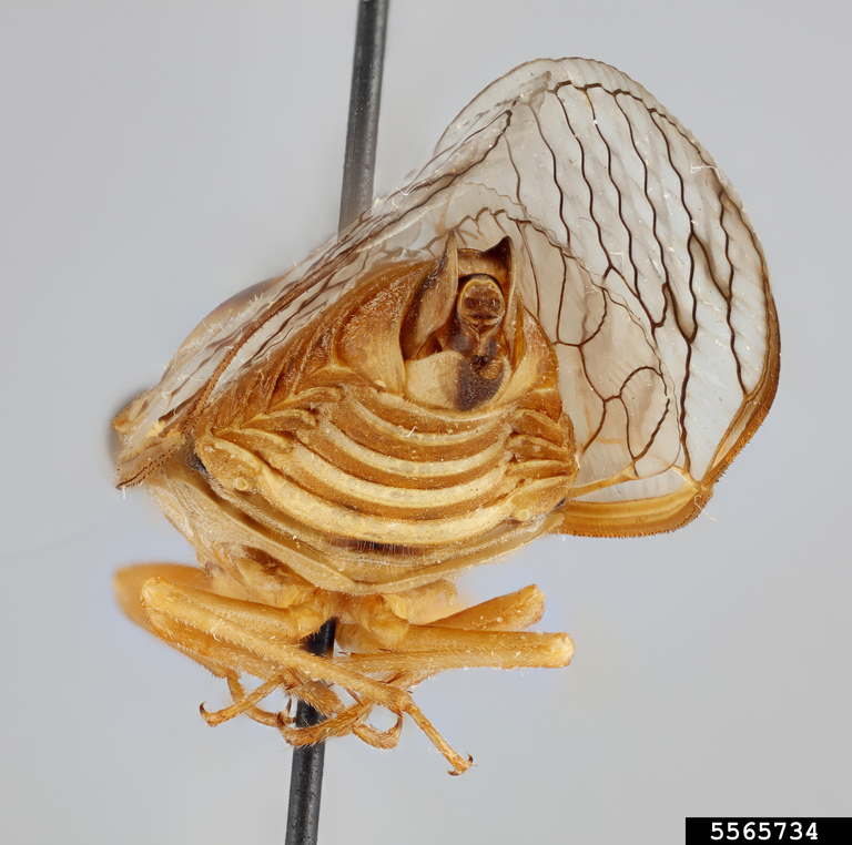 scrub cicadas (Diceroprocta delicata Osborn)