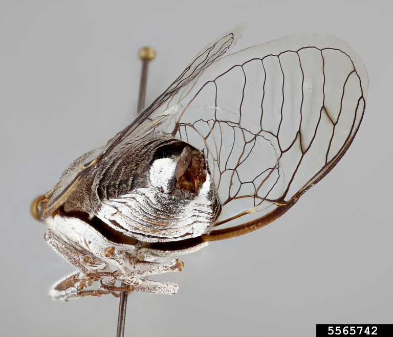 scrub cicada (Diceroprocta knighti (Davis))