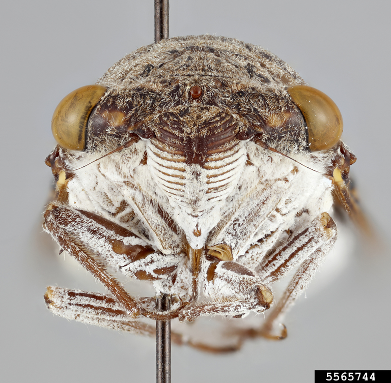 scrub cicada (Diceroprocta knighti (Davis))