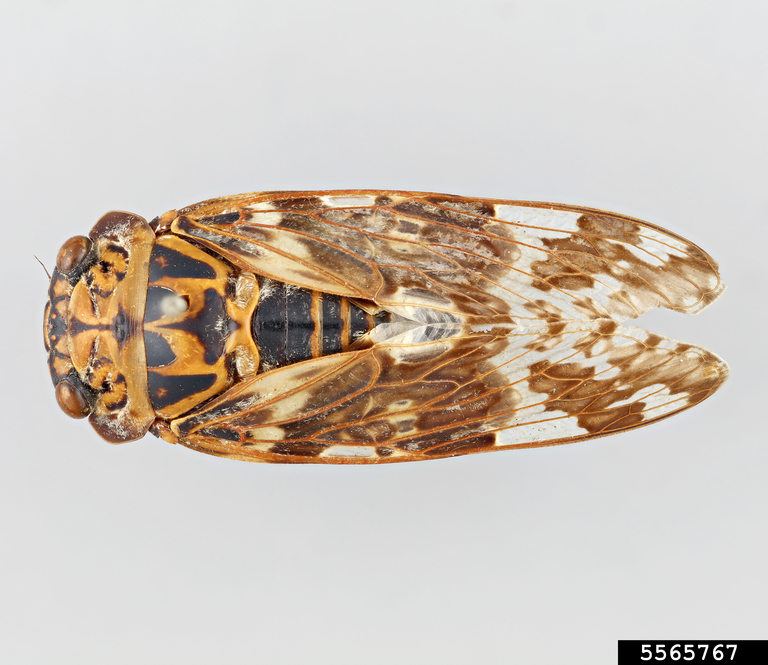 cicada (Platypleura kaempferi ssp. kaempferi)