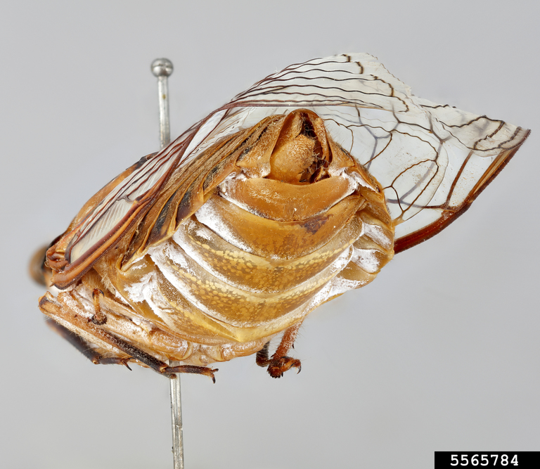 giant cicada (Quesada gigas (Olivier))