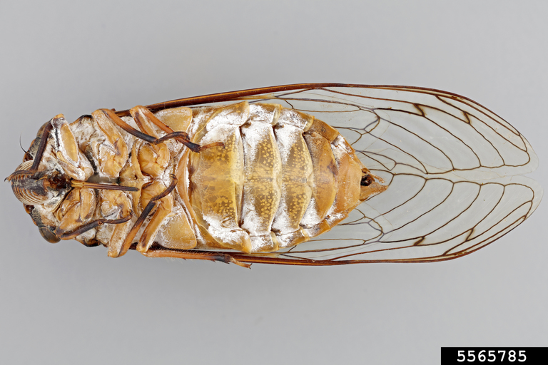 giant cicada (Quesada gigas)