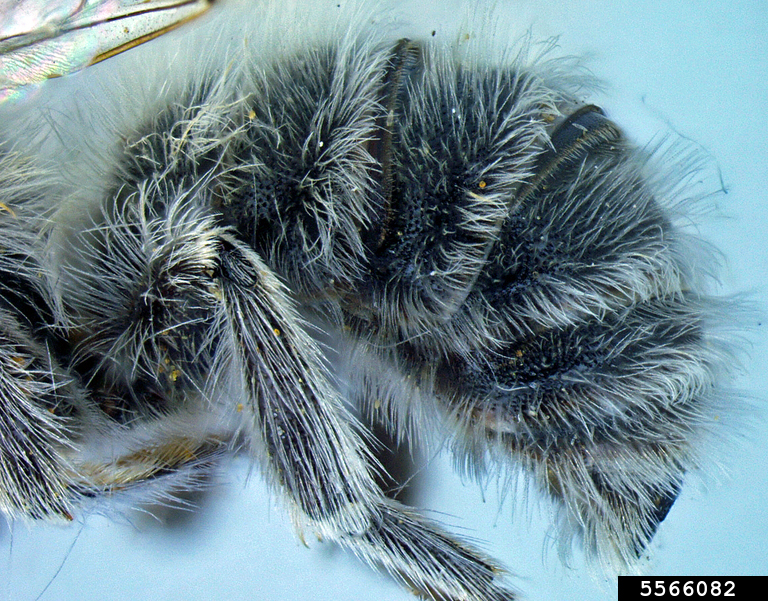 mining bee (Ancylandrena atoposoma (Cockerell, 1934))