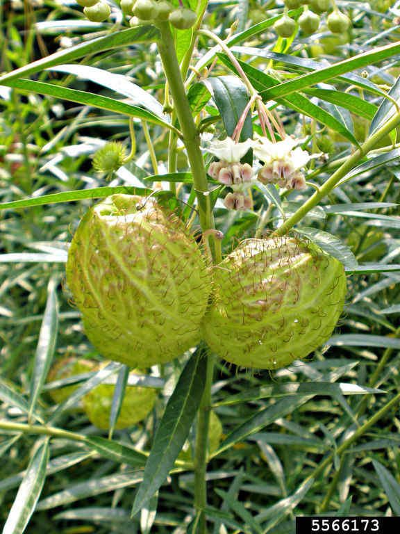 balloon plant (Gomphocarpus physocarpus Meyer)