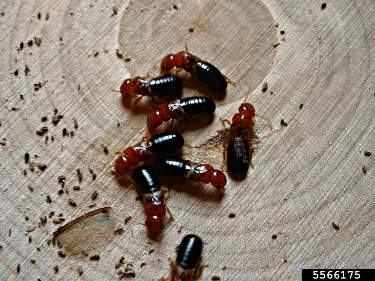 western drywood termite (Incisitermes minor)