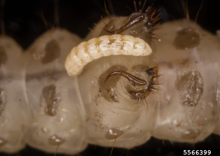 Thynnid wasps (Genus Methocha Latreille, 1804)