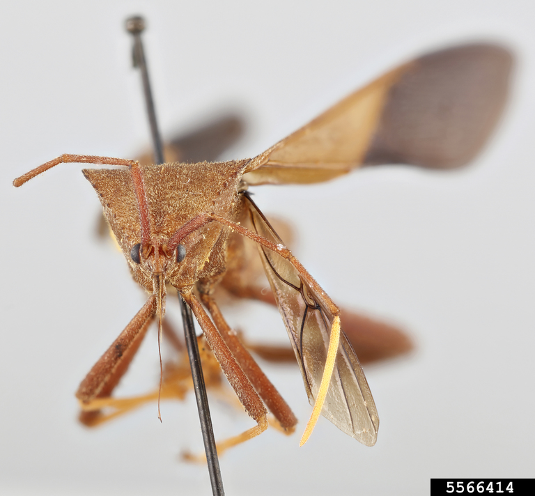 Leaf-footed bug (Acanthocephala confraterna)