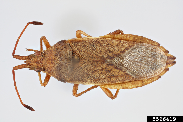 Leaf-footed bug (Althos pallescens (Stål))
