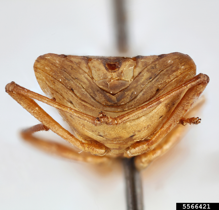 Leaf-footed bug (Althos pallescens (Stål))