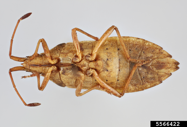 Leaf-footed bug (Althos pallescens (Stål))
