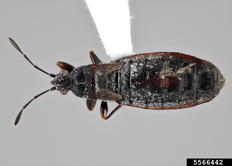 True bug (Capodemus bispinosus Slater & Sweet)