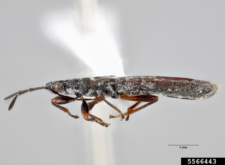 True bug (Capodemus bispinosus)