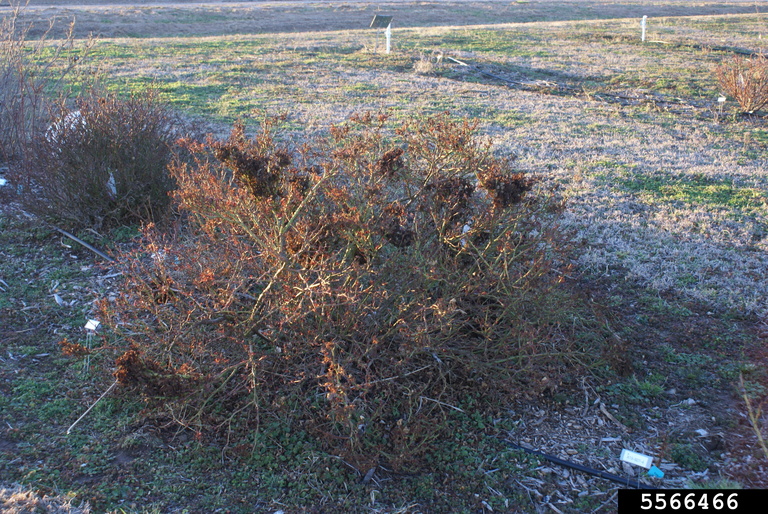 witches' broom (general)