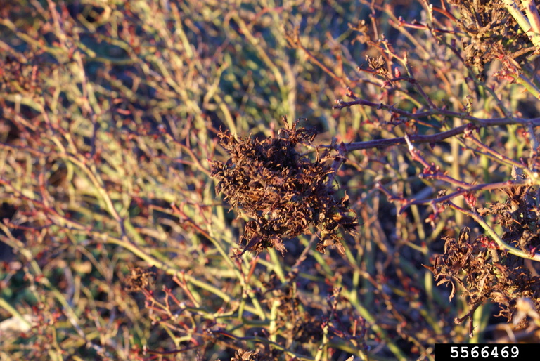 witches' broom (general)