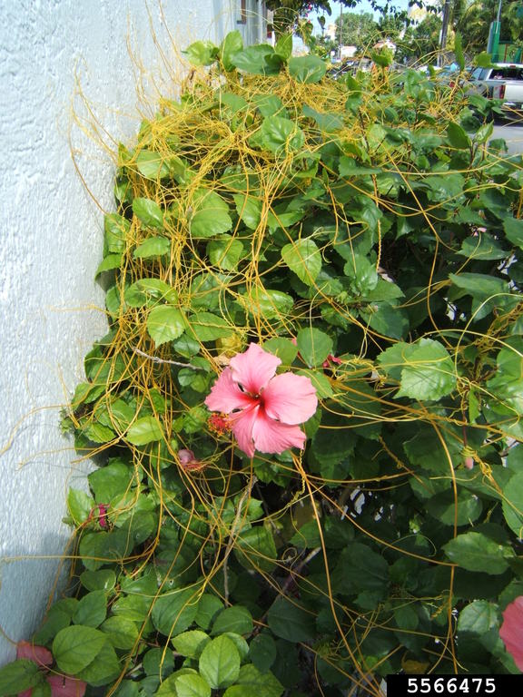 dodder (Genus Cuscuta)