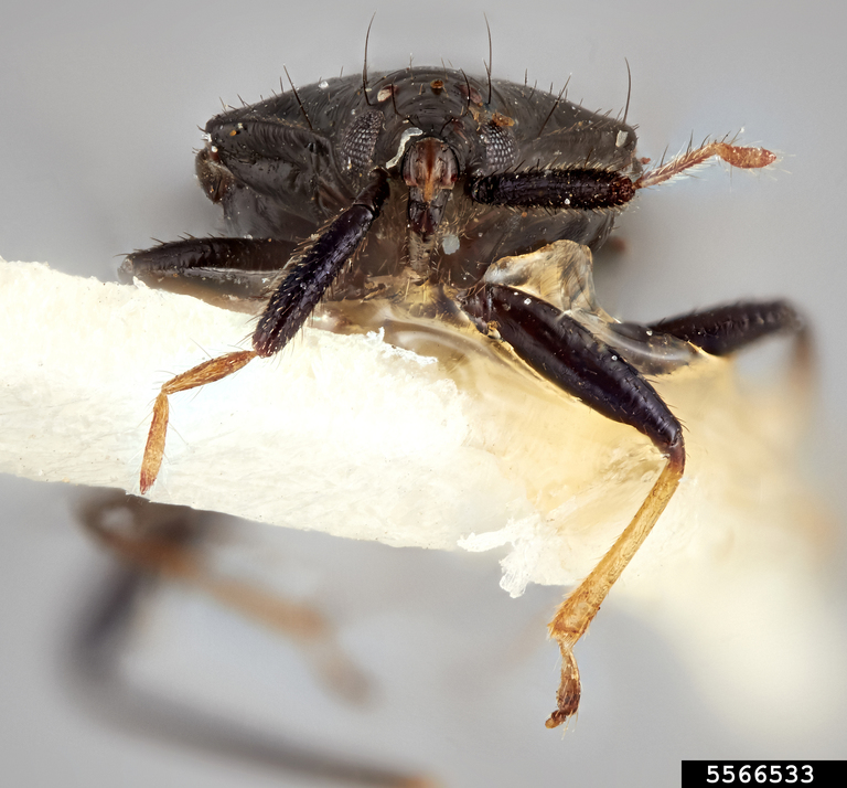 minute pirate bug (Montandoniola moraguesi)