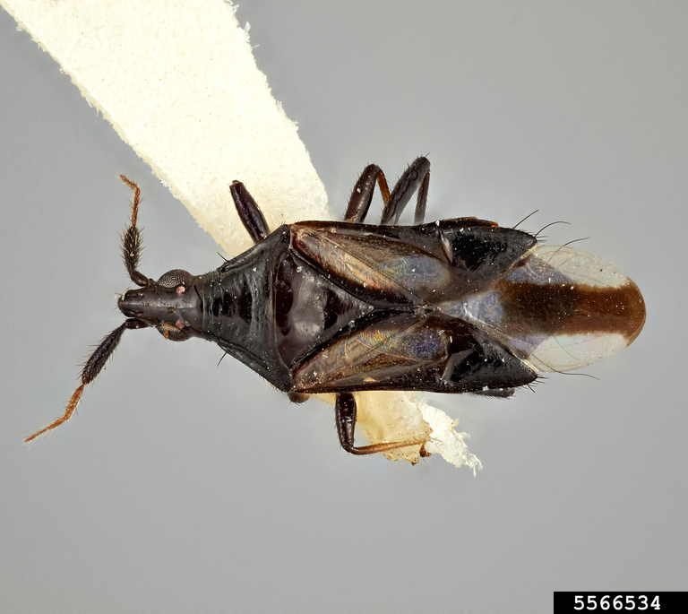 minute pirate bug (Montandoniola moraguesi)