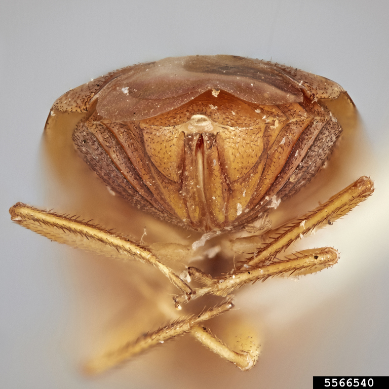 minute pirate bug (Paratriphleps laeviusculus Champion)