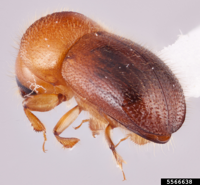 ambrosia beetle (Coptodryas inornata)
