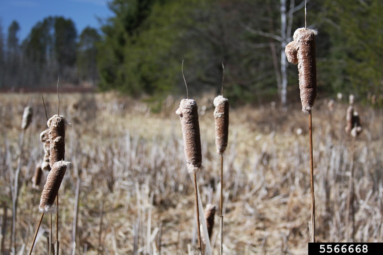 common cattail (Typha latifolia)